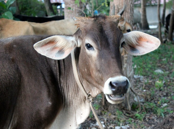 Cows, fudge & women in Haiti. | Heifer 12 x 12