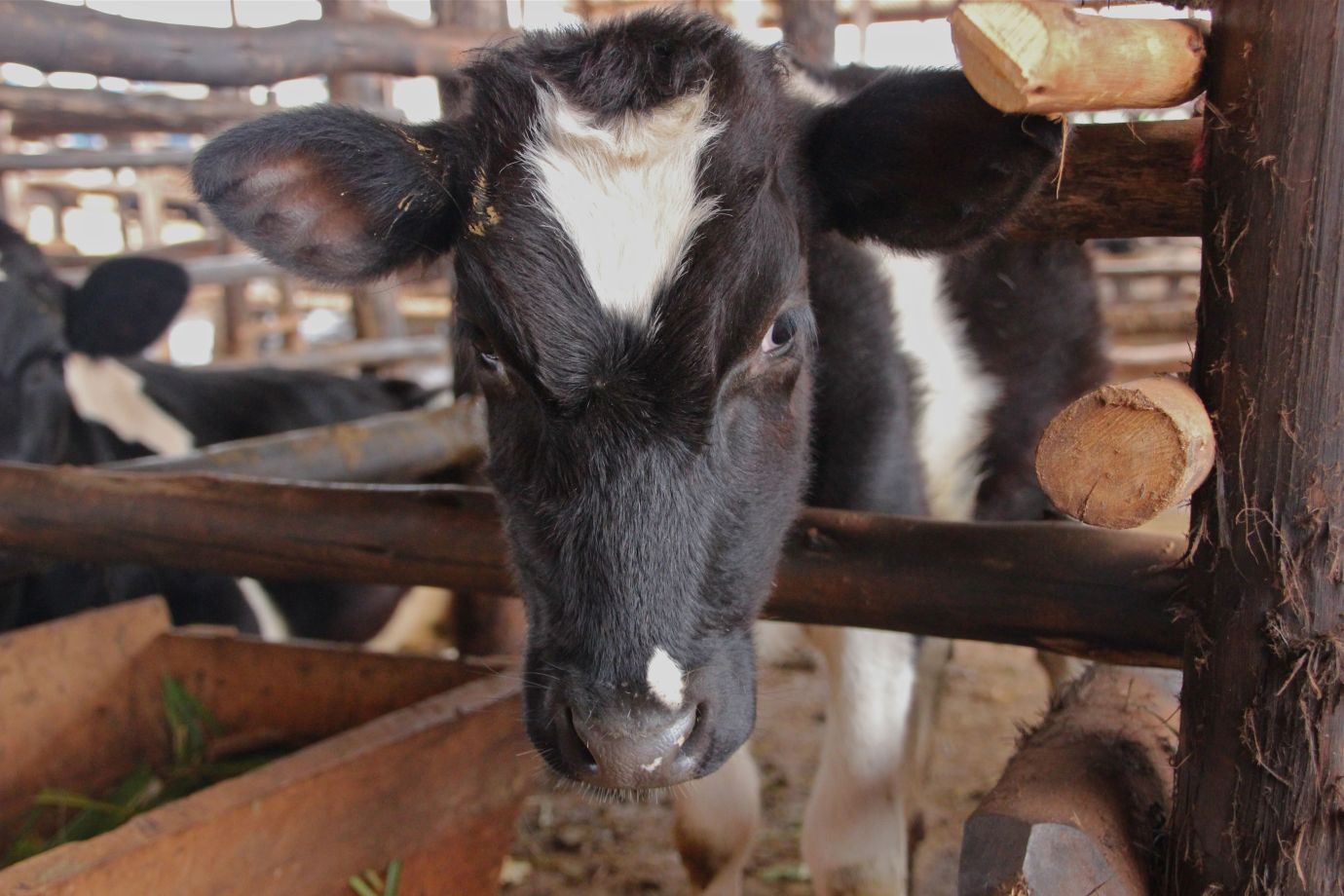 Cows R Us | Heifer 12 x 12