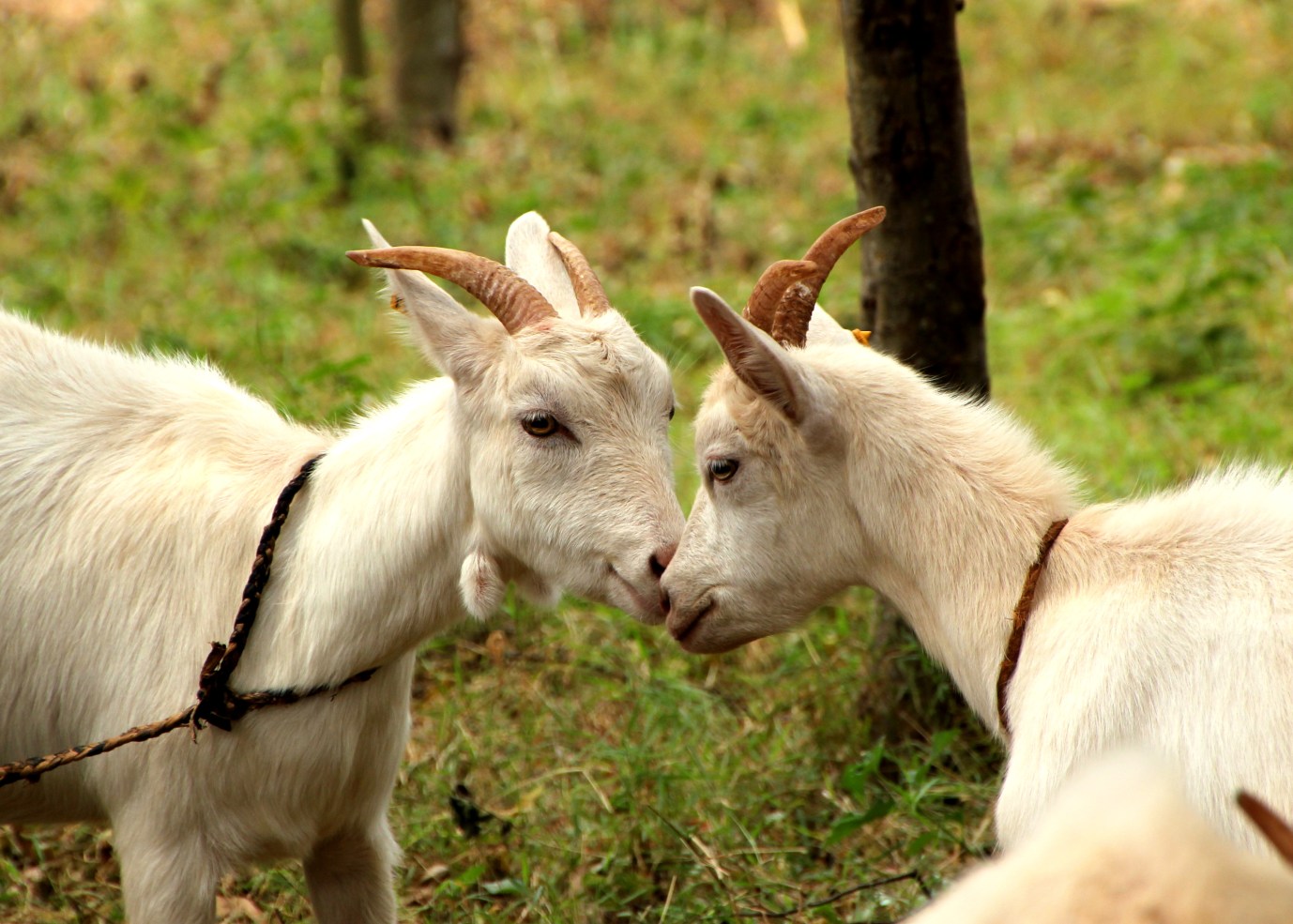 Goats … an anti-viral agent. | Heifer 12 x 12