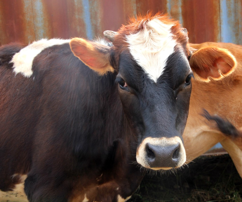 Cows R Us | Heifer 12 x 12