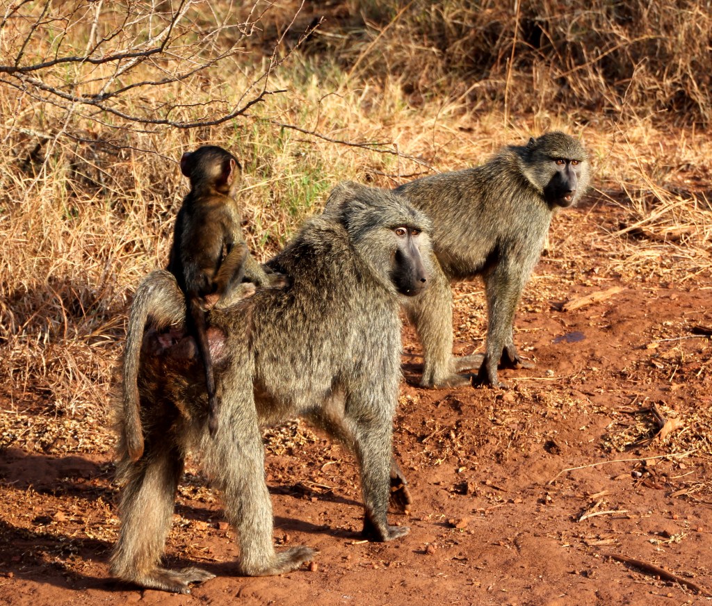 Zebra | Heifer 12 x 12