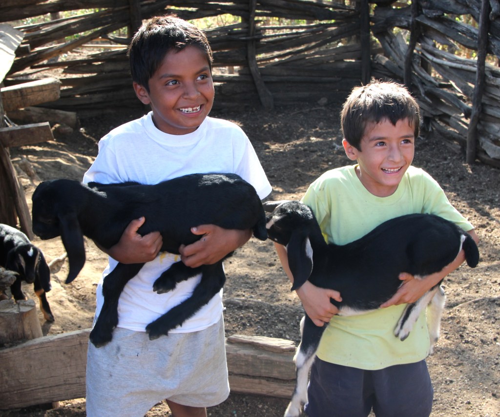 Goats | Heifer 12 x 12